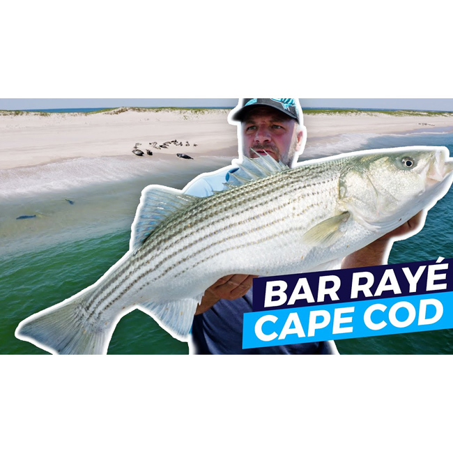 Pêche au bar rayé à Cape Cod - Christian Fournier: 12 mois par année Ép 22